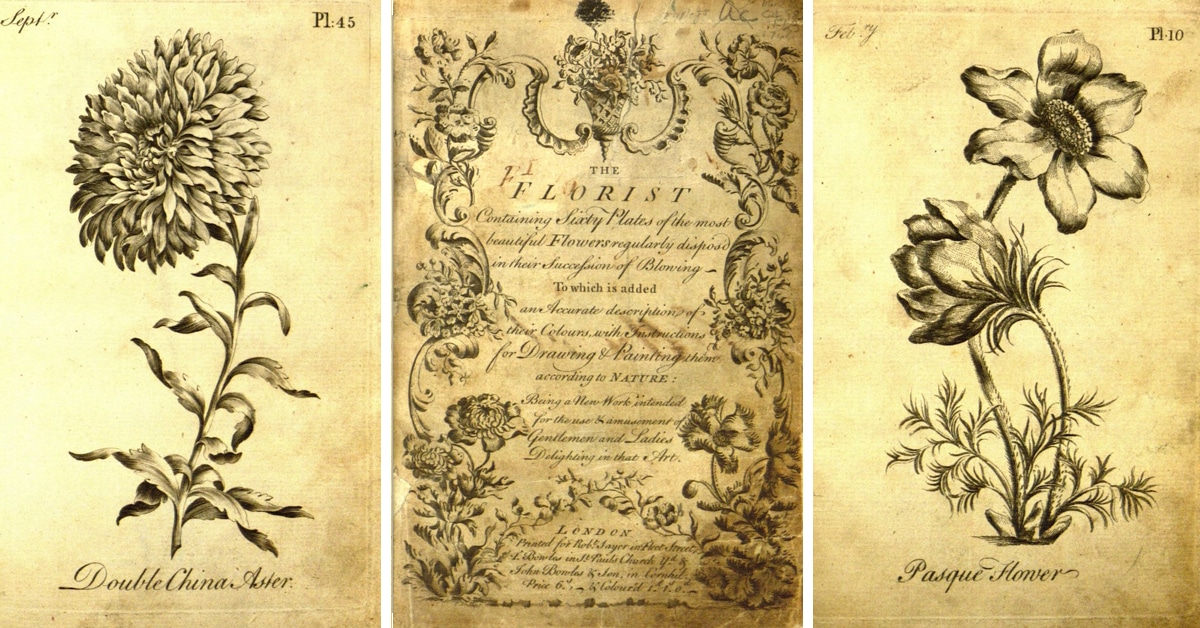 Unexpected Discovery Reveals a Rare 18th Century Coloring Book for ...