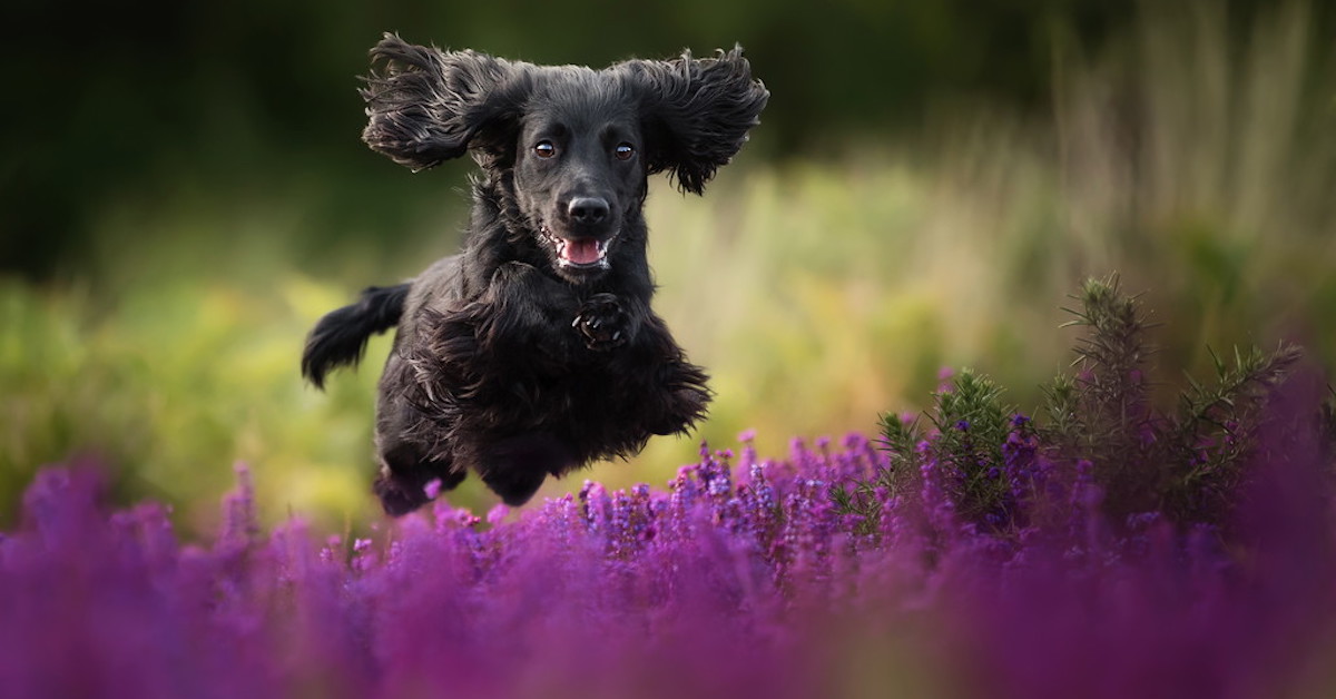 Adorable Winners of the 2018 Dog Photographer of the Year Contest | My ...