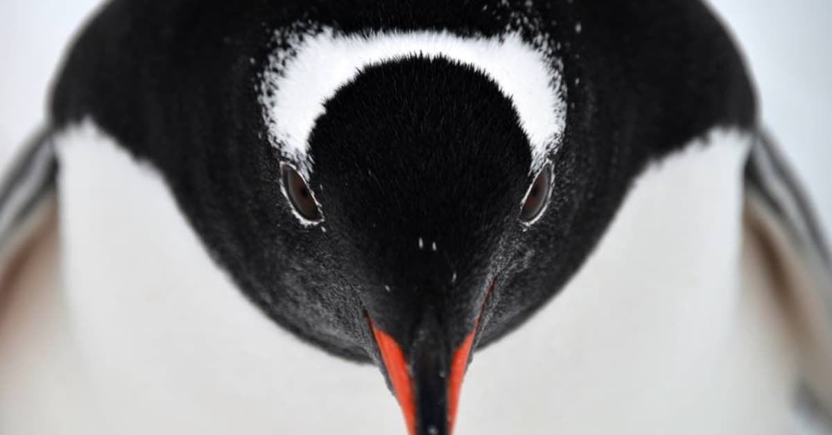 Stunning Photos of Penguins in Antarctica Show Harsh Realities of Life ...