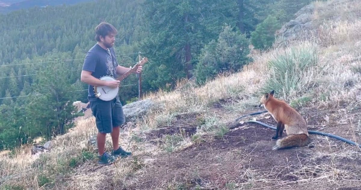 Red Fox Repeatedly Visits Banjo Player for a Free Concert | My Modern Met