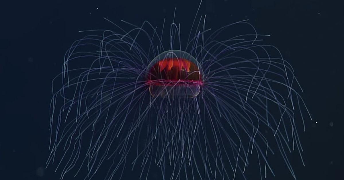 Stunning Footage Captures Rare Sighting of a Psychedelic Jellyfish in ...