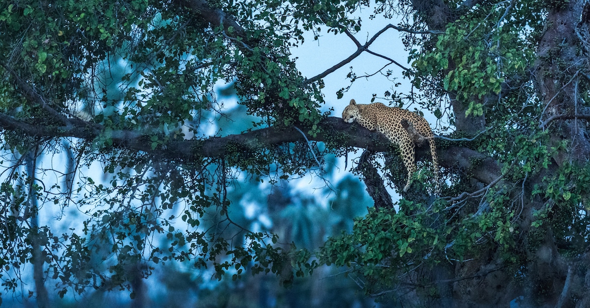 Photographer Captures Softer Side of Elusive and Feared Leopard ...
