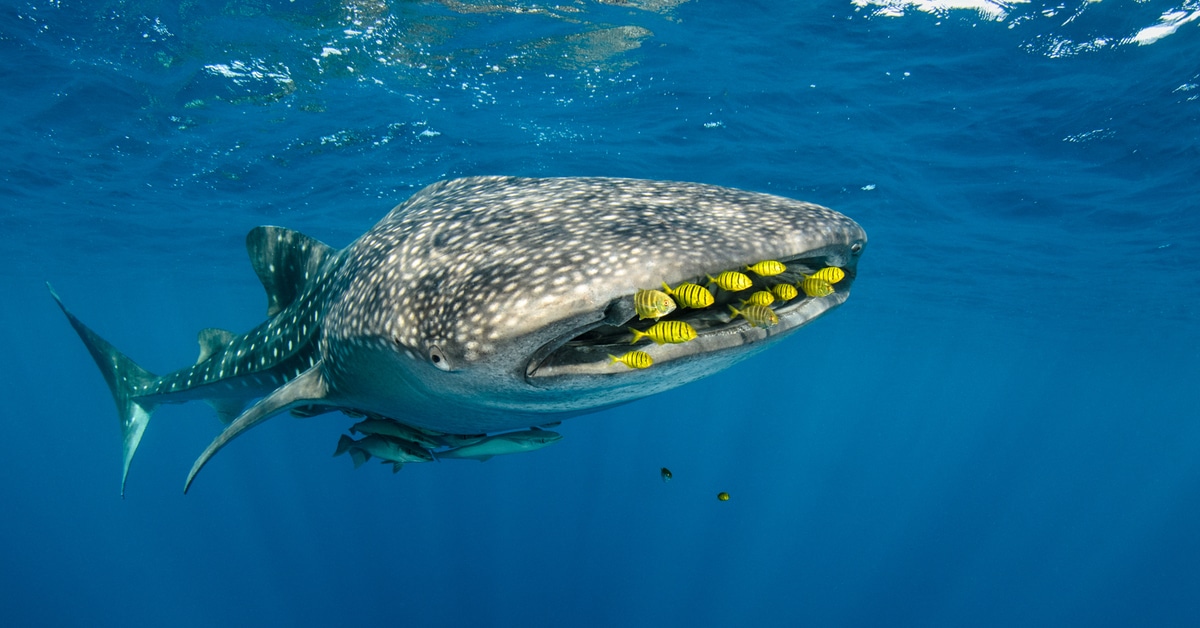 Majestic Whale Sharks Seen as Good Luck Charms by Indonesian Fishermen ...