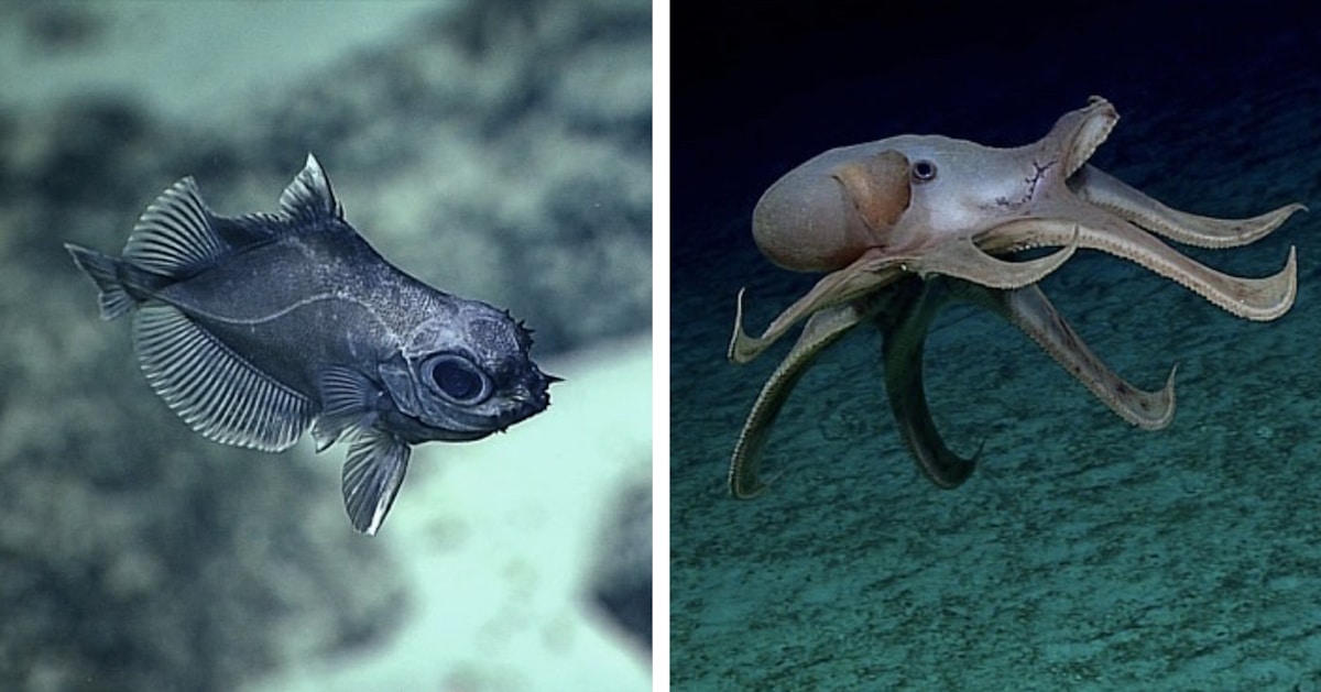 Underwater Rover Brings Back Fascinating Images of Life on the Ocean ...