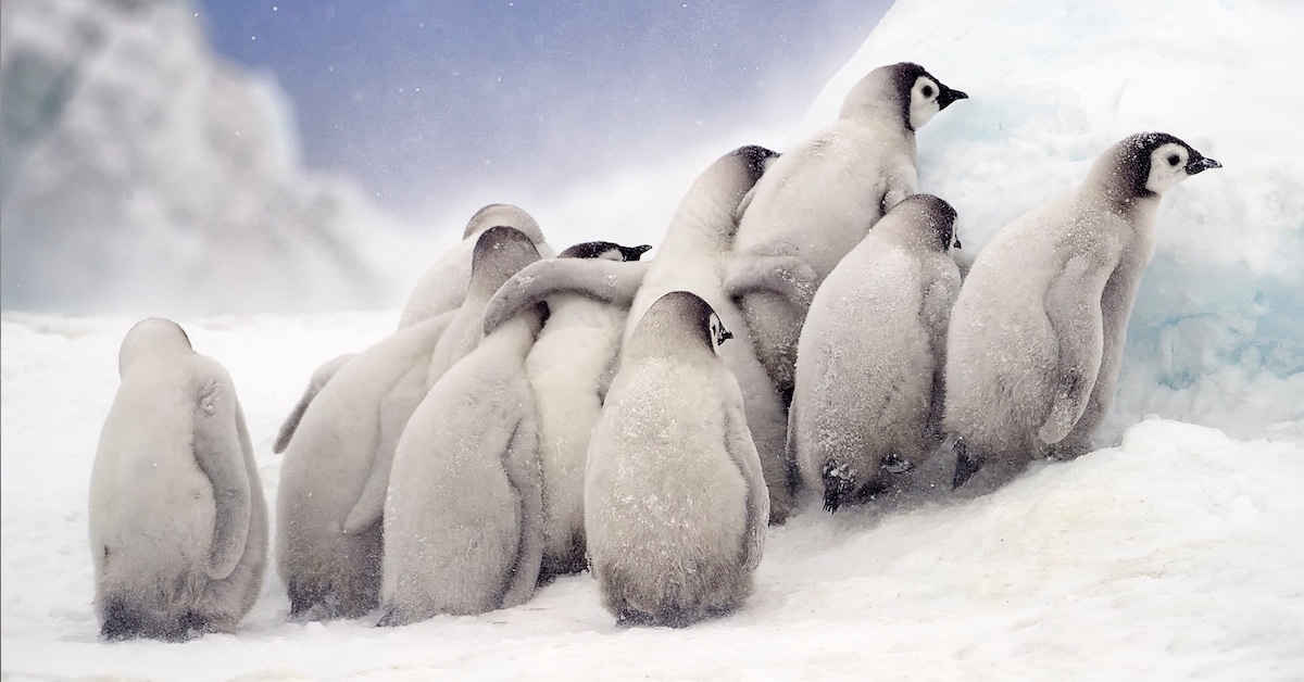 Incredible Shortlisted Photos from the 2019 Sony World Photography ...