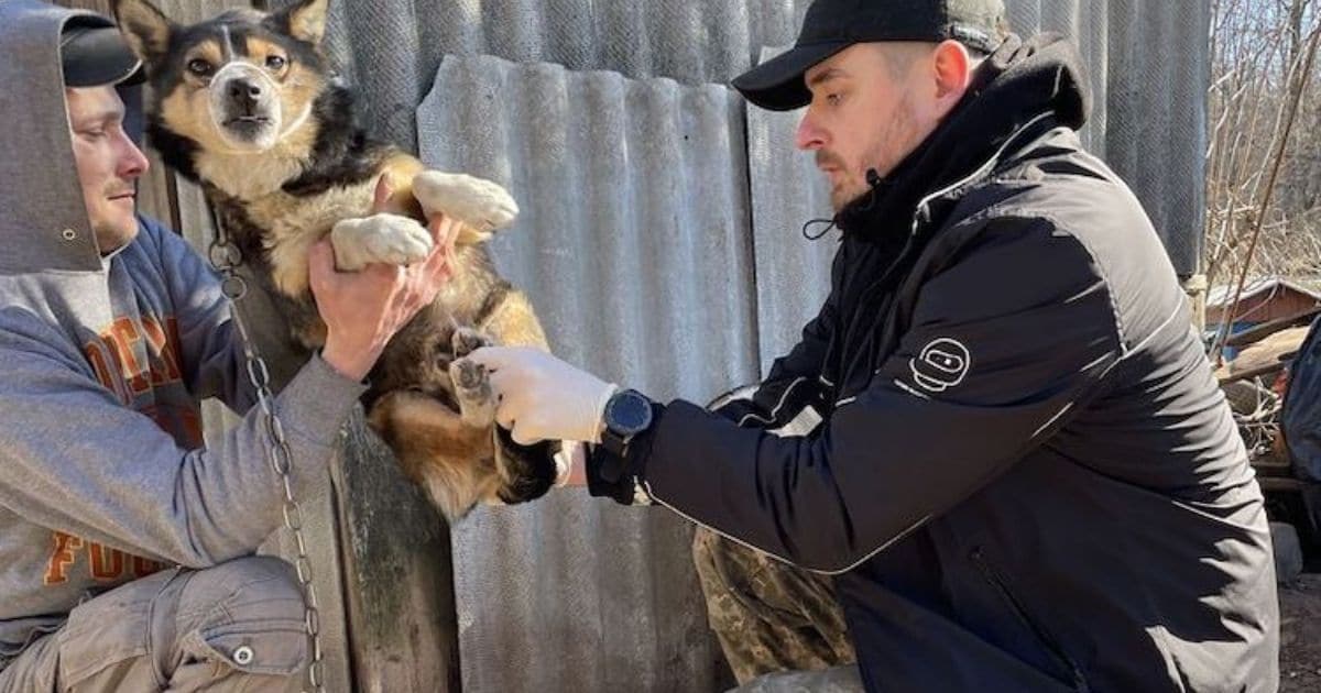 Heroic Ukrainian Veterinarian Offers Life-Saving Care to the Animals ...