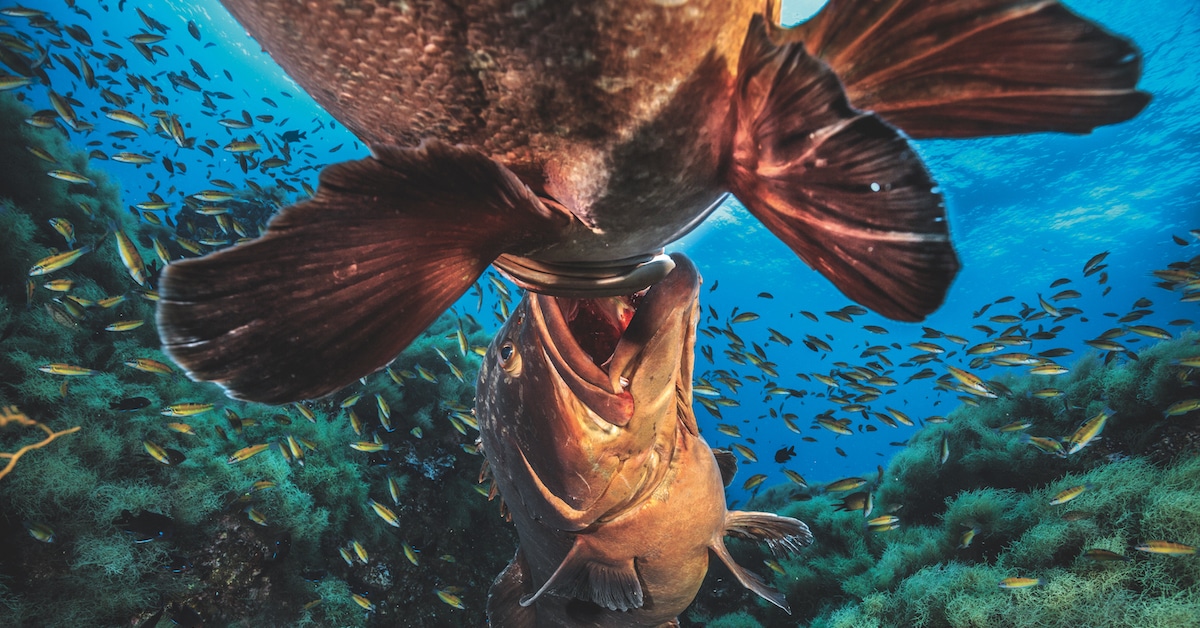 Top Underwater Photographers Celebrate the Unseen Beauty of the Sea ...