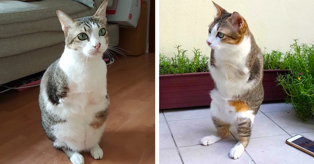 Determined Two-Legged Rescue Cat Learns to Walk, Run, and Jump | My ...