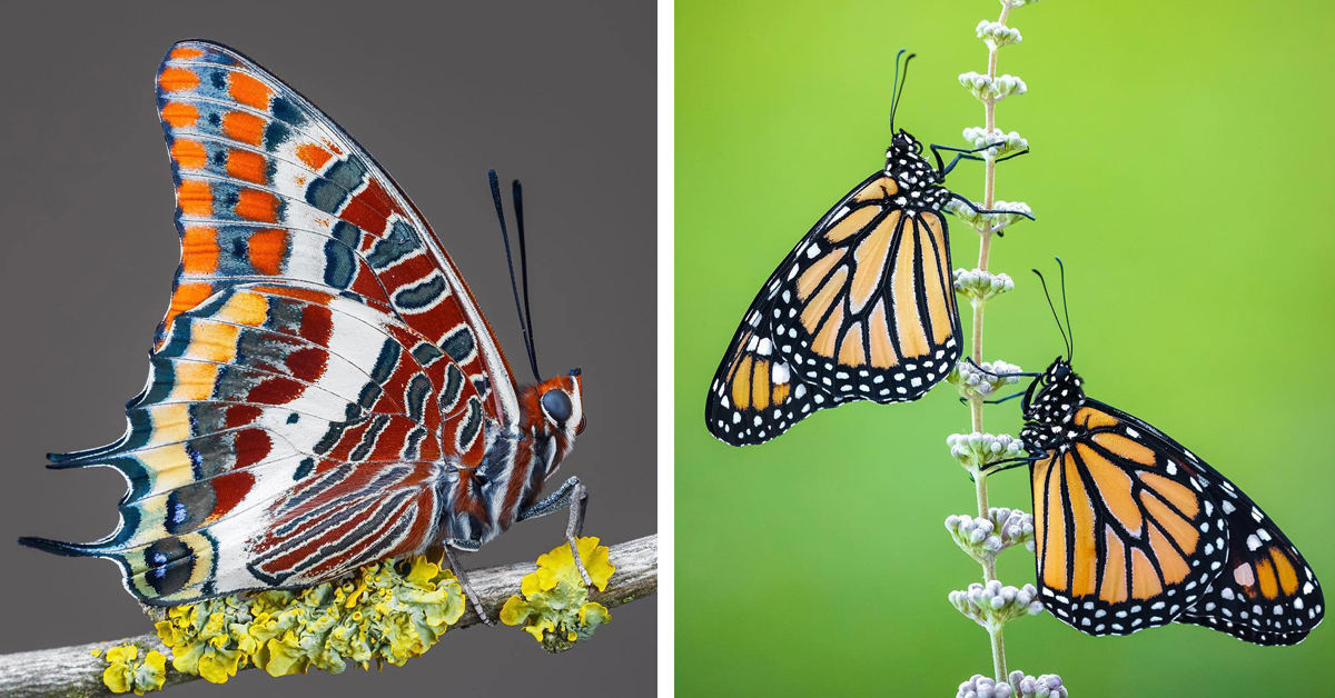Biologist Captures the Brilliant Details of Butterflies Perched on ...