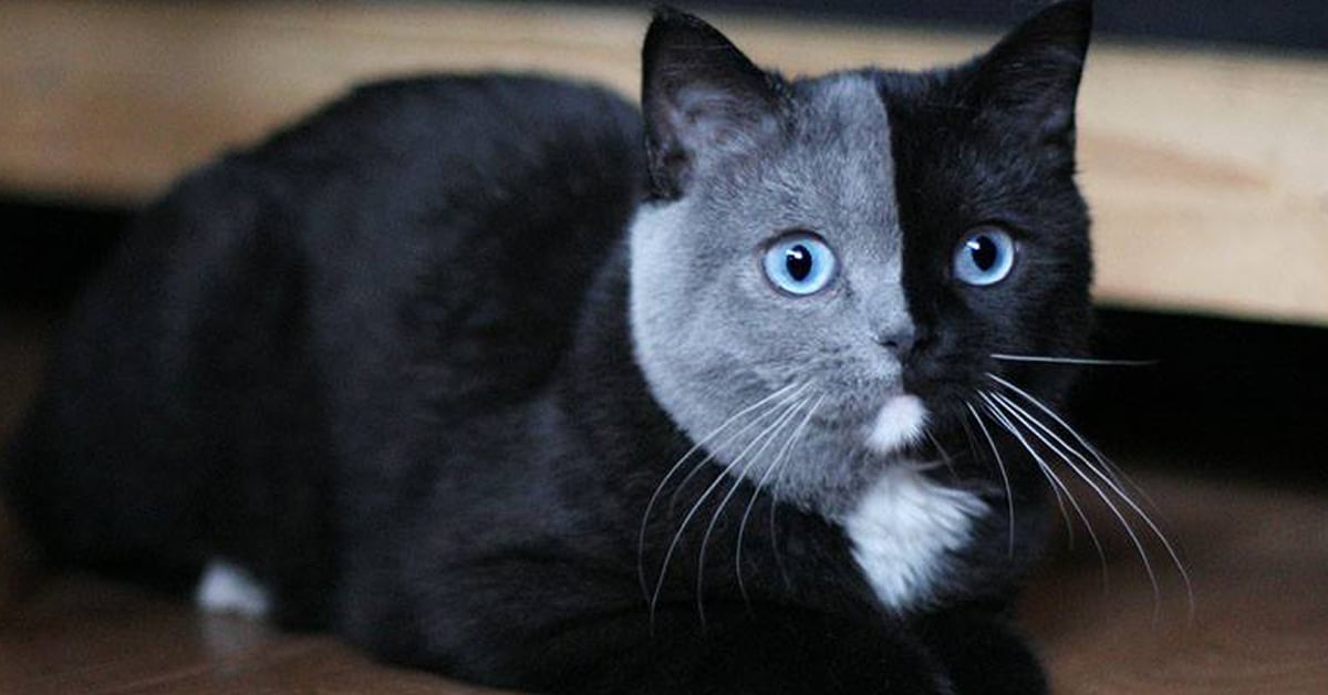 Adorable Kitten Born With a Rare “Two Face” Has Grown Into a Striking ...