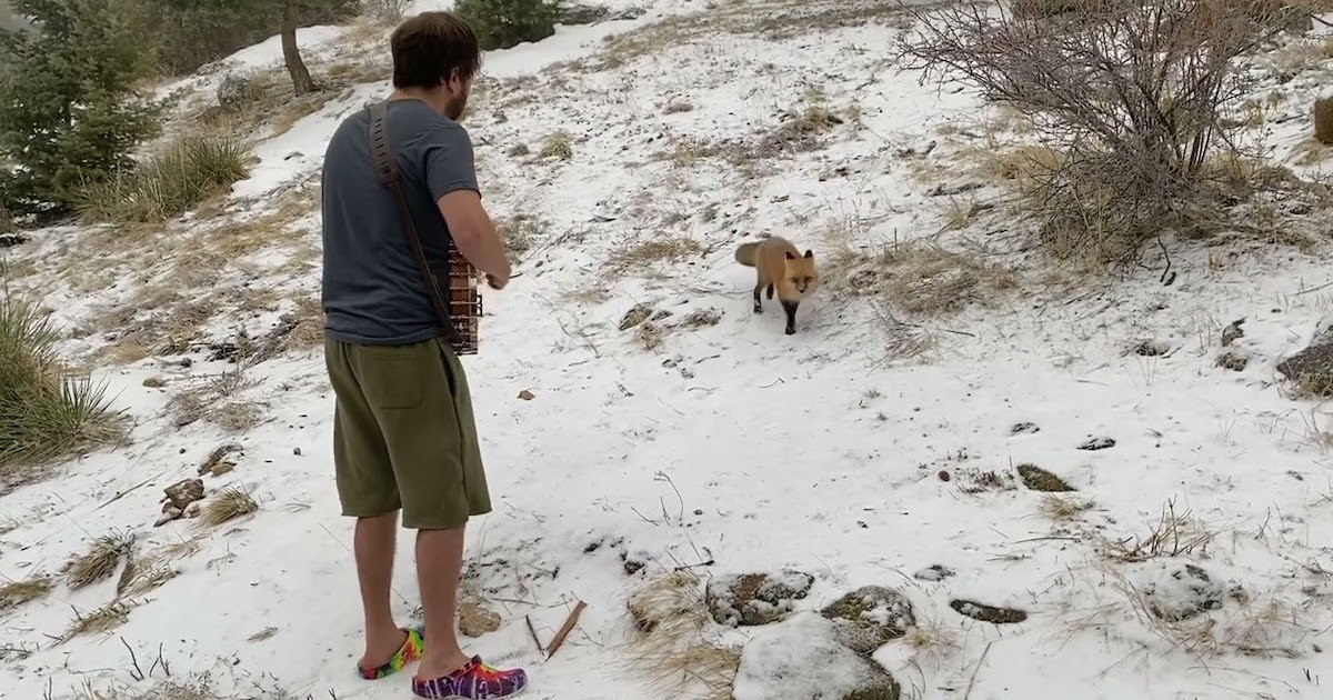 After Months, Wild Red Fox Comes Back To Hear More Banjo Tunes | My ...