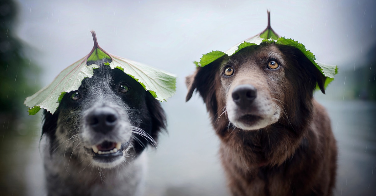 Interview: Dog Photographer Offers Pro Tips for Capturing Stunning ...