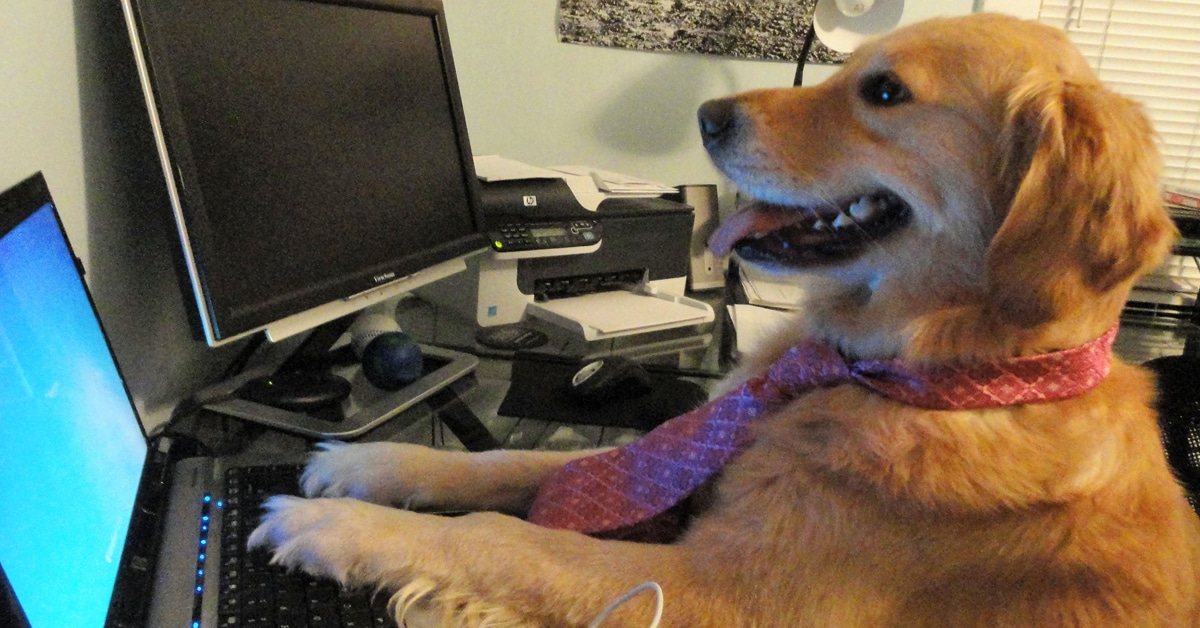 “I Have No Idea What I’m Doing” Dog Given a Heartfelt Goodbye by Her ...