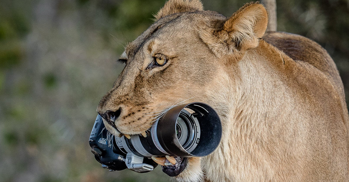 Lioness Steals a Photographer’s Camera, Gives It to Her Cubs as a New ...