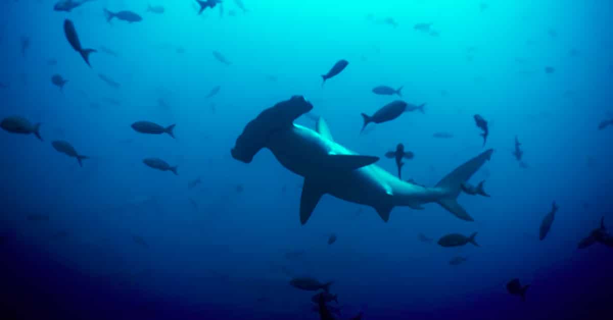 You Can Now Watch 10 Hours of Uninterrupted Footage of Life Below the ...