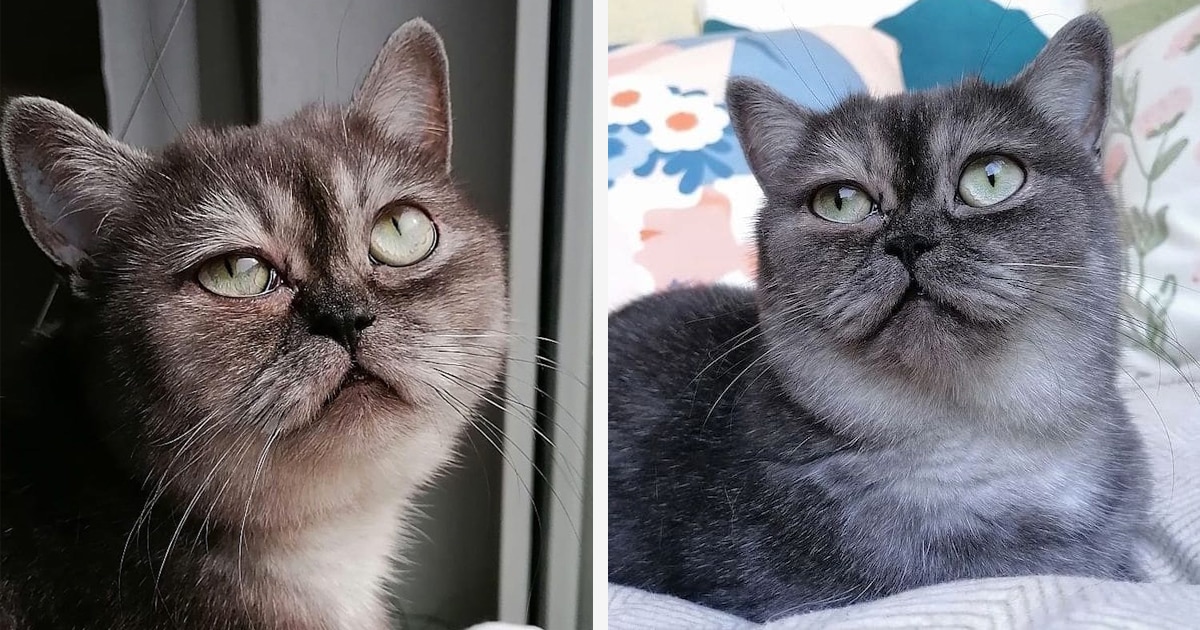 Shelter Cat Called “Ugly” Finally Finds a Home Where She Gets the Love ...