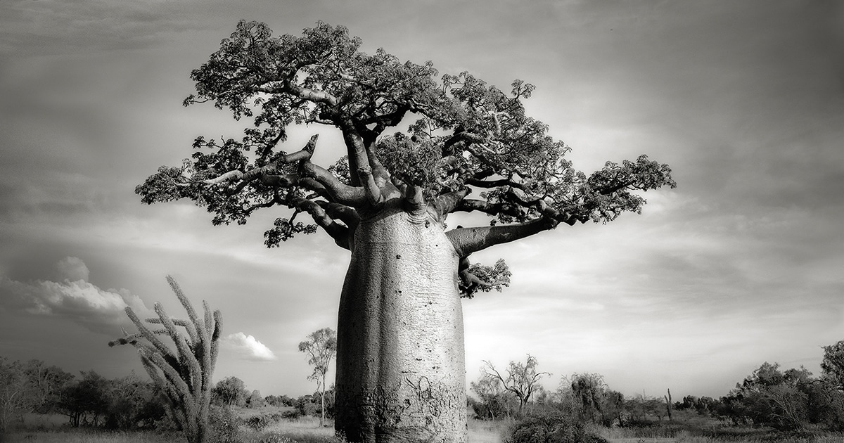 Photographer is Documenting Ancient Baobab Trees Before They All ...
