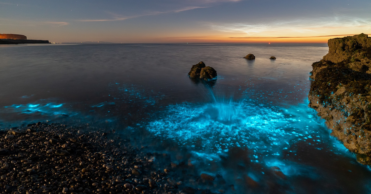 Incredible Bioluminescent Sea Sparkles Cause a Glowing Shore in Wales ...