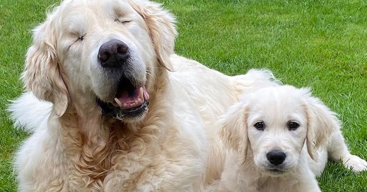 Blind Dog Gets His Own Adorable Guide Dog Who Doubles as His Best ...