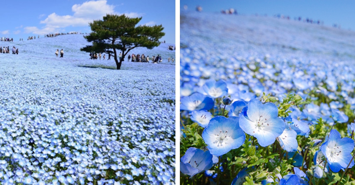 4.5 Million Blue Flowers Bloom Across Japanese Park Like a Field of ...