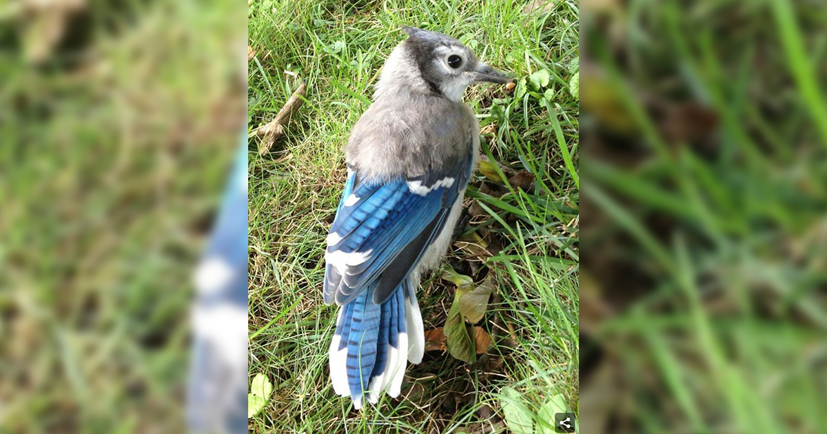 Beautiful Blue Jay Still Has Half of Its Baby Feathers as It ...