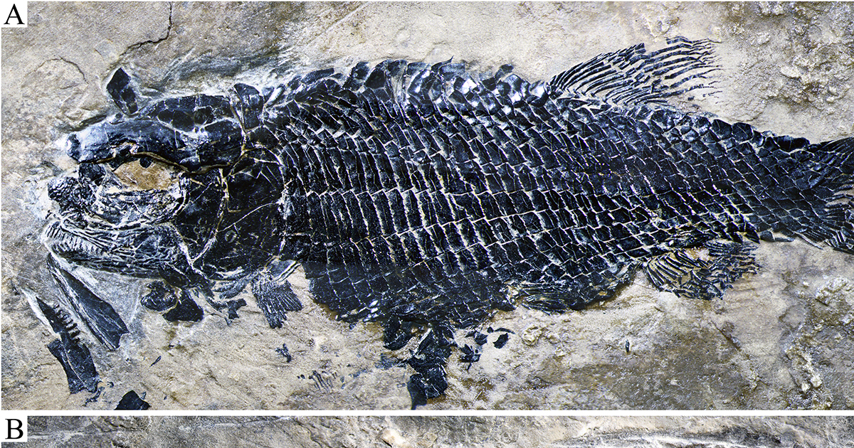 Scientists Discover the Oldest Peltoperleidus “Bony Fish” Fossil Ever ...