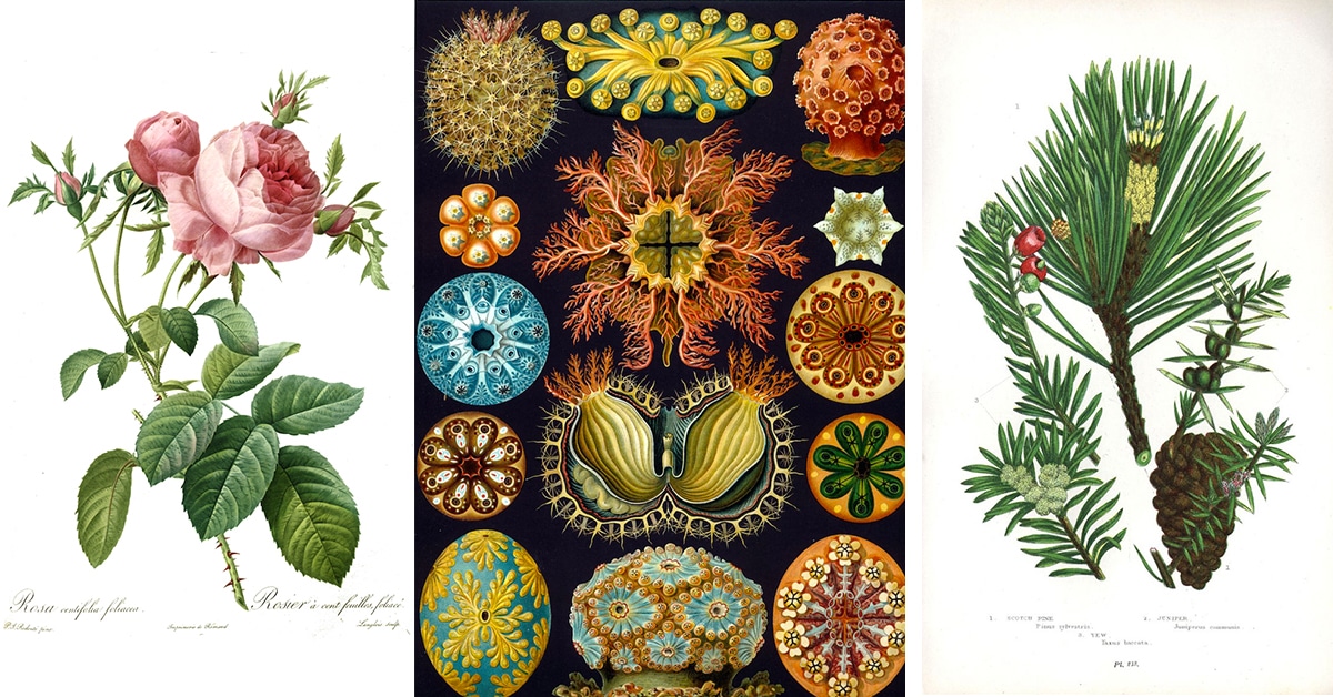 What is Botanical Illustration? Learn About the History of This ...
