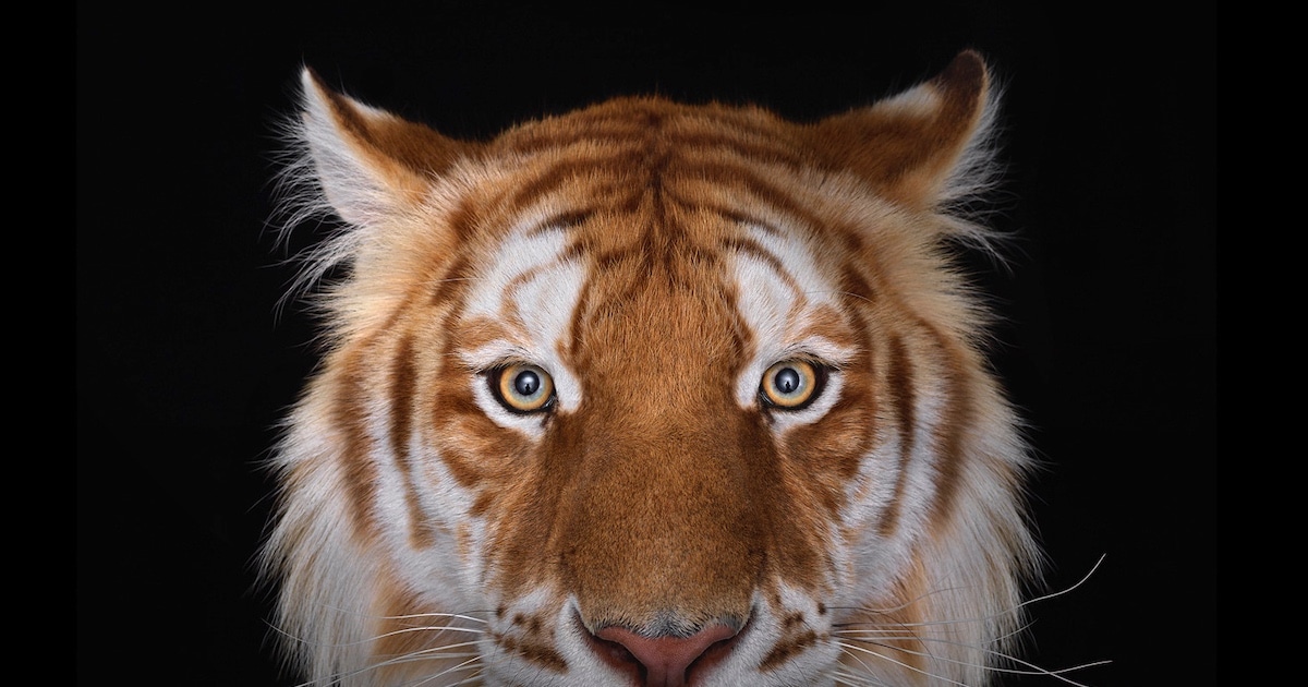Photographer Captures Striking Studio Portraits To Show a Dignified ...