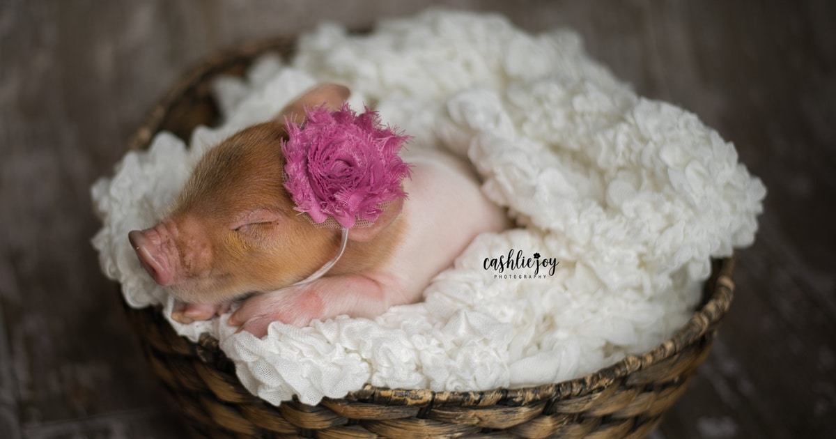 Adorable Piglet Has Her Own Newborn Photoshoot Just Like a Baby Human ...