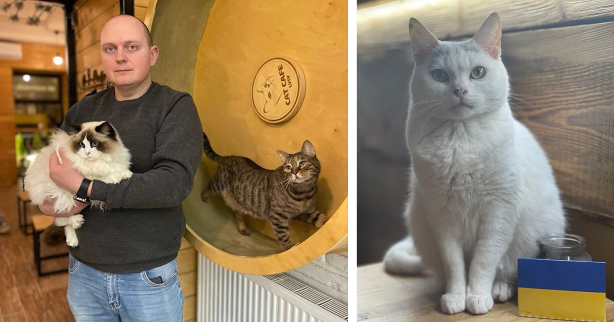Devoted Ukrainian Cat Cafe Is Staying Open to Care For 20 Kitties ...