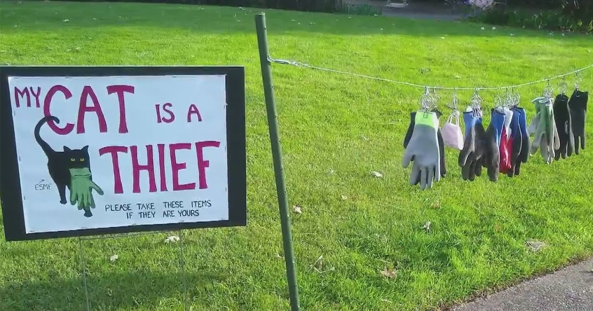 Woman Publicly Exposes Her Cat as a Thief and Invites Neighbors To ...