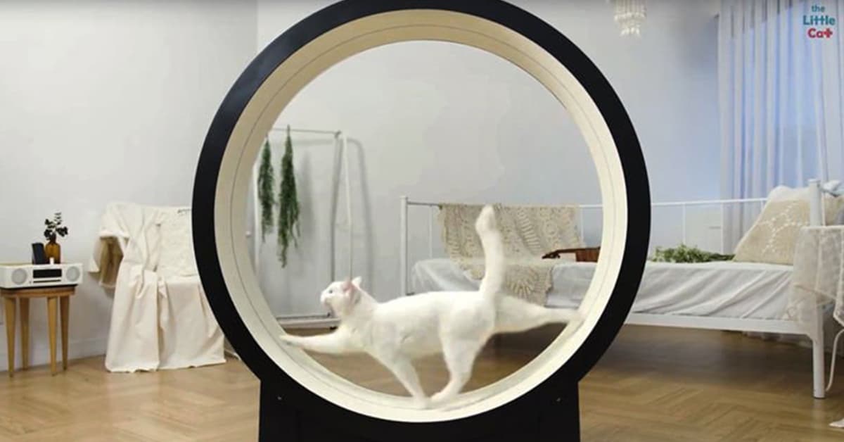 High-Tech Cat Treadmill Is Designed to Get Lazy Kitties to Exercise ...