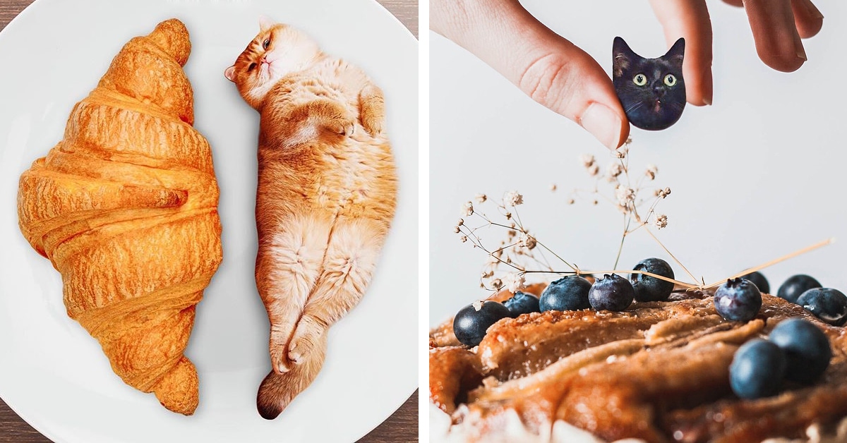 Cats Photoshopped Into Food Are So Cute You Could Just Eat Them Up | My ...