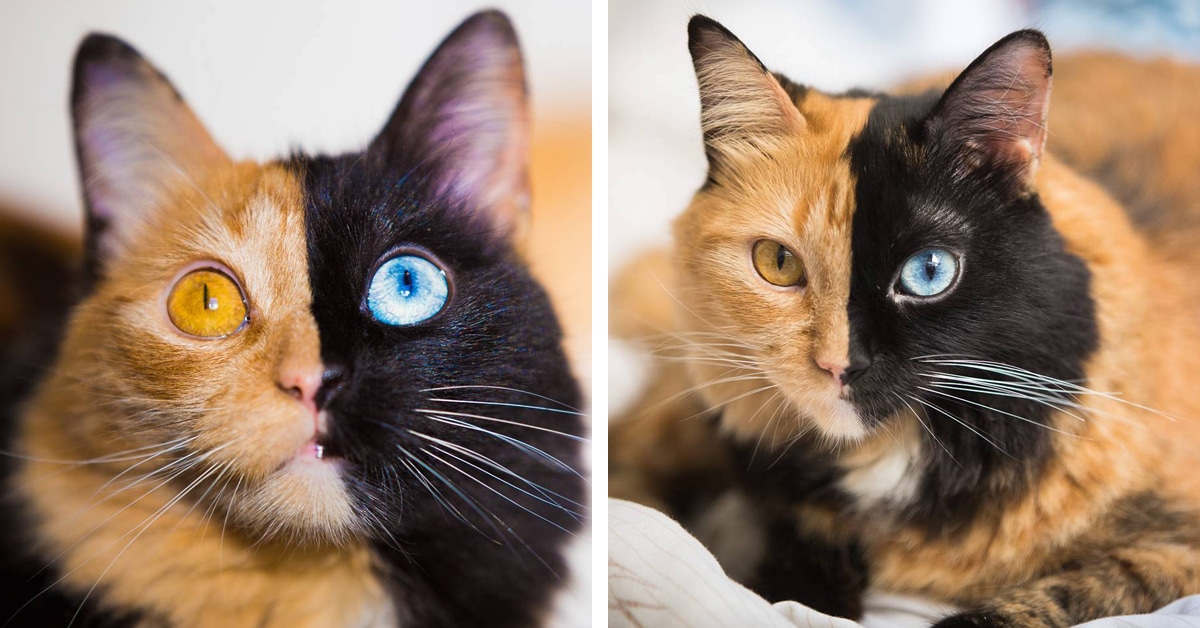 Meet Quimera, the Cat with Two Purrfectly Different Sides to Her Face ...