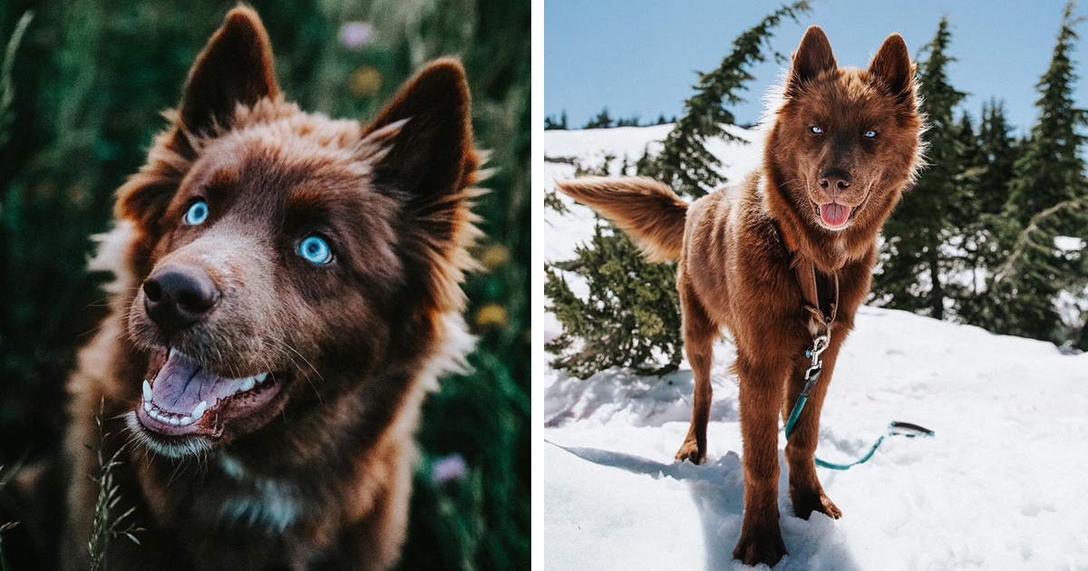 This Rare, Chocolate Brown Siberian Husky Is One of the Most Beautiful ...
