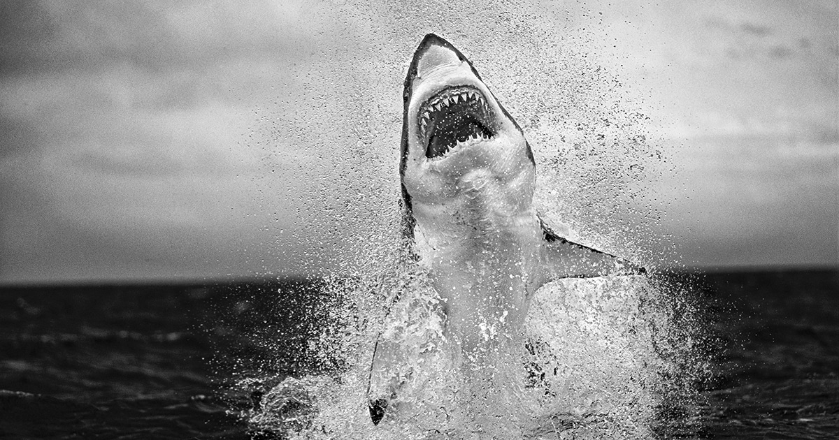 Stunning Photos Capture Great White Sharks Leaping High in the Air | My ...