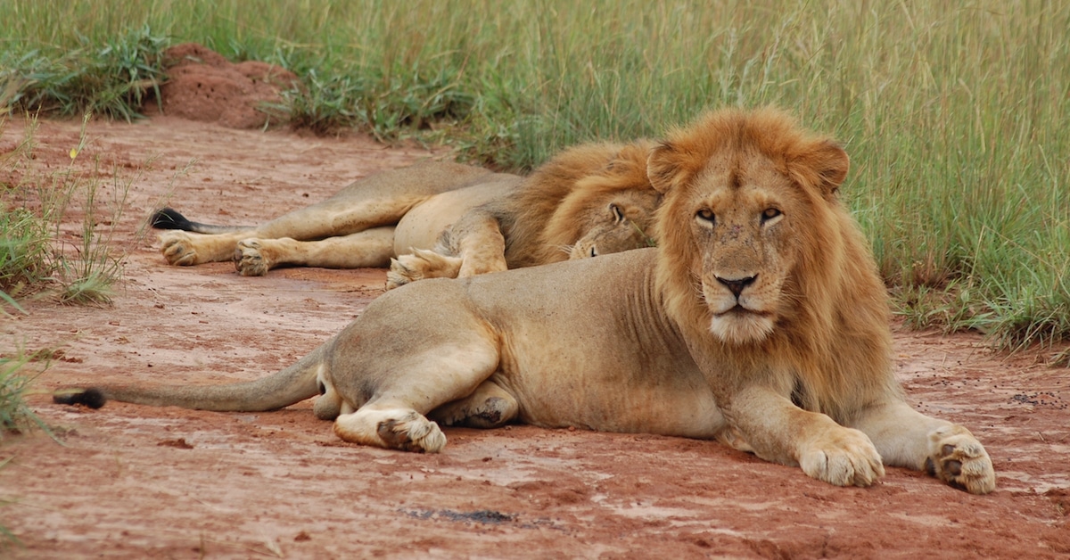 Amazing Three-Legged Lion Shows Resilience After Losing Leg to Poacher ...
