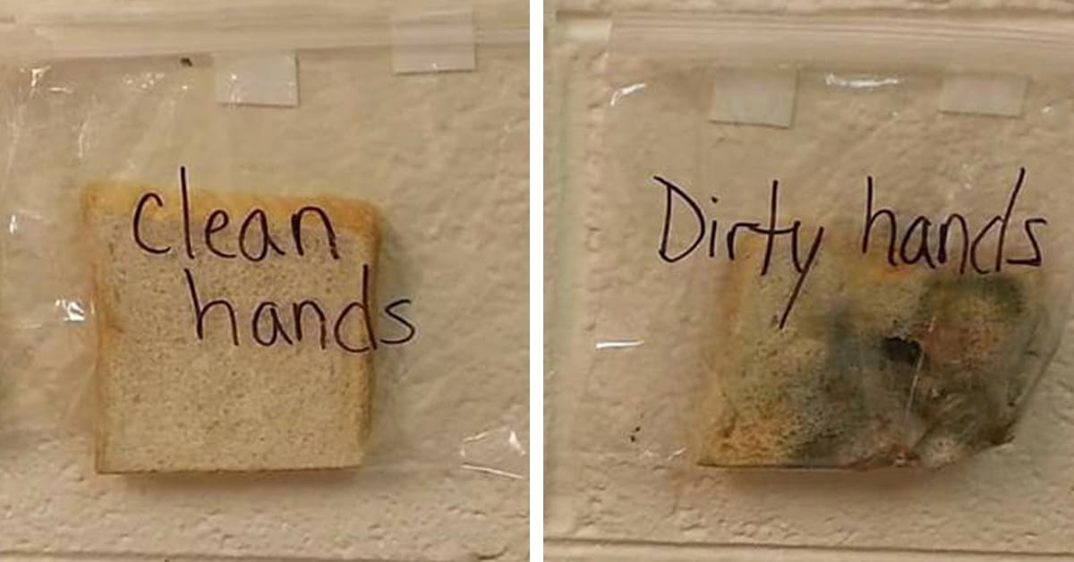 Teacher’s Science Experiment Reveals the Gross Importance of Washing ...