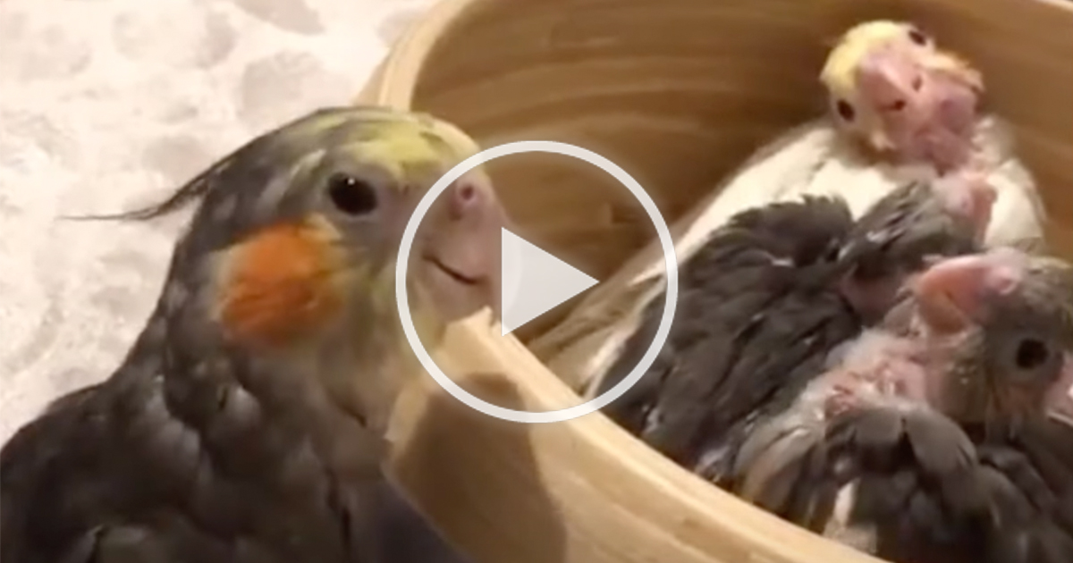 Watch a Cockatiel Play Peekaboo With a Nest of Baby Birds | My Modern Met