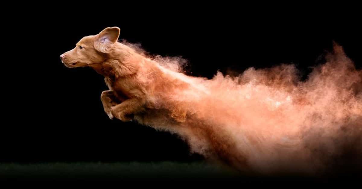 Epic Photos of Super Dogs “Flying” Through Colorful Clouds of Powder ...