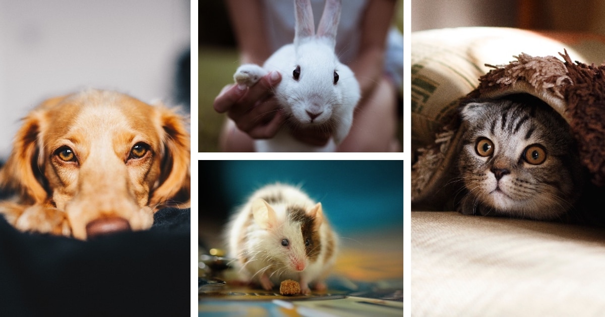 24 Creative Products to Celebrate Your Pet | My Modern Met
