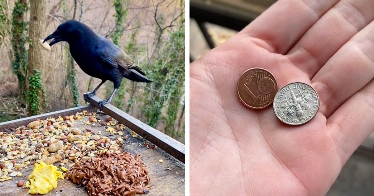 Crow Family Leaves Little Gifts for Human Who Kindly Feeds Them | My ...