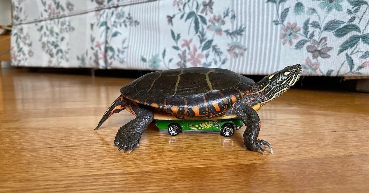Tiny Turtle Zooms Around His House on a Speedy Set of Hot Wheels | My ...