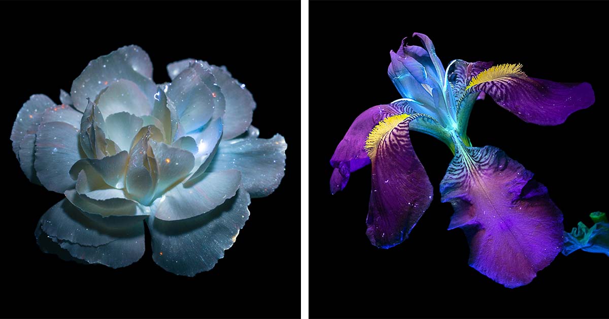 Ultraviolet Light Reveals Radiant Hidden Beauty of Flowers | My Modern Met