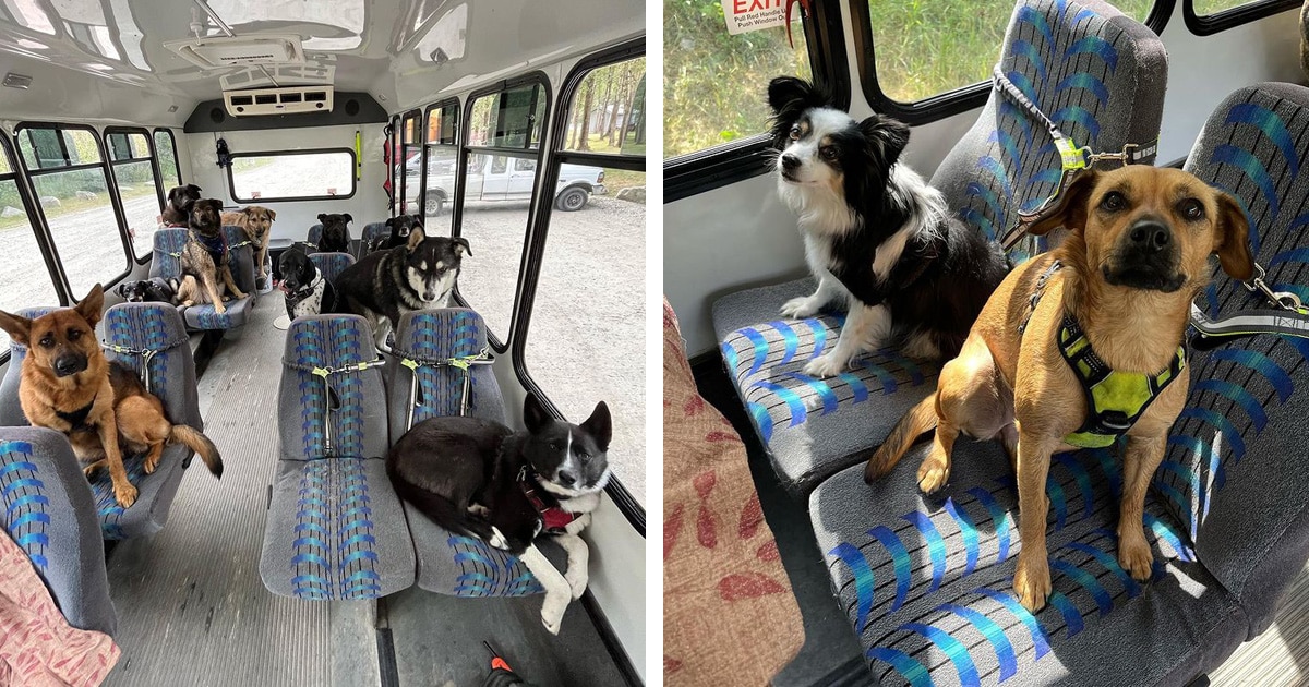 Dogs Board a Bus To Go on Group Walks Just Like They’re Going to School ...