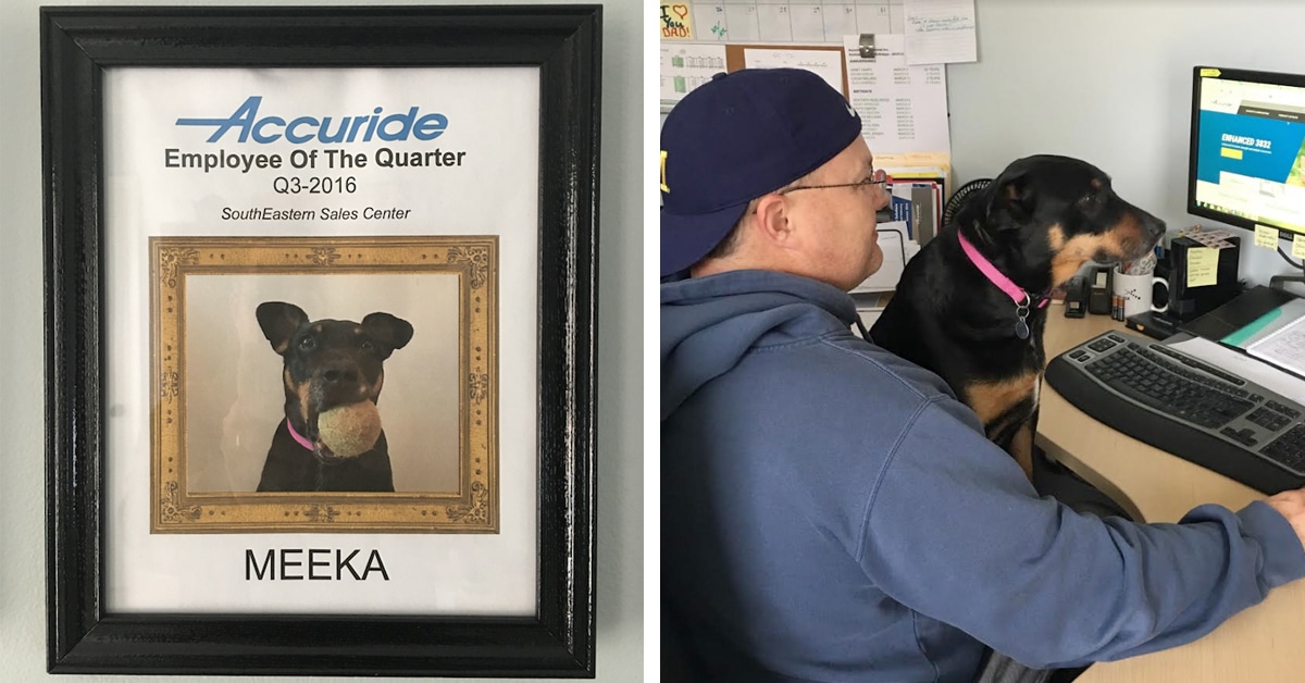 Dog Wins Every ‘Best Employee’ Award Since Her Human Started Working ...