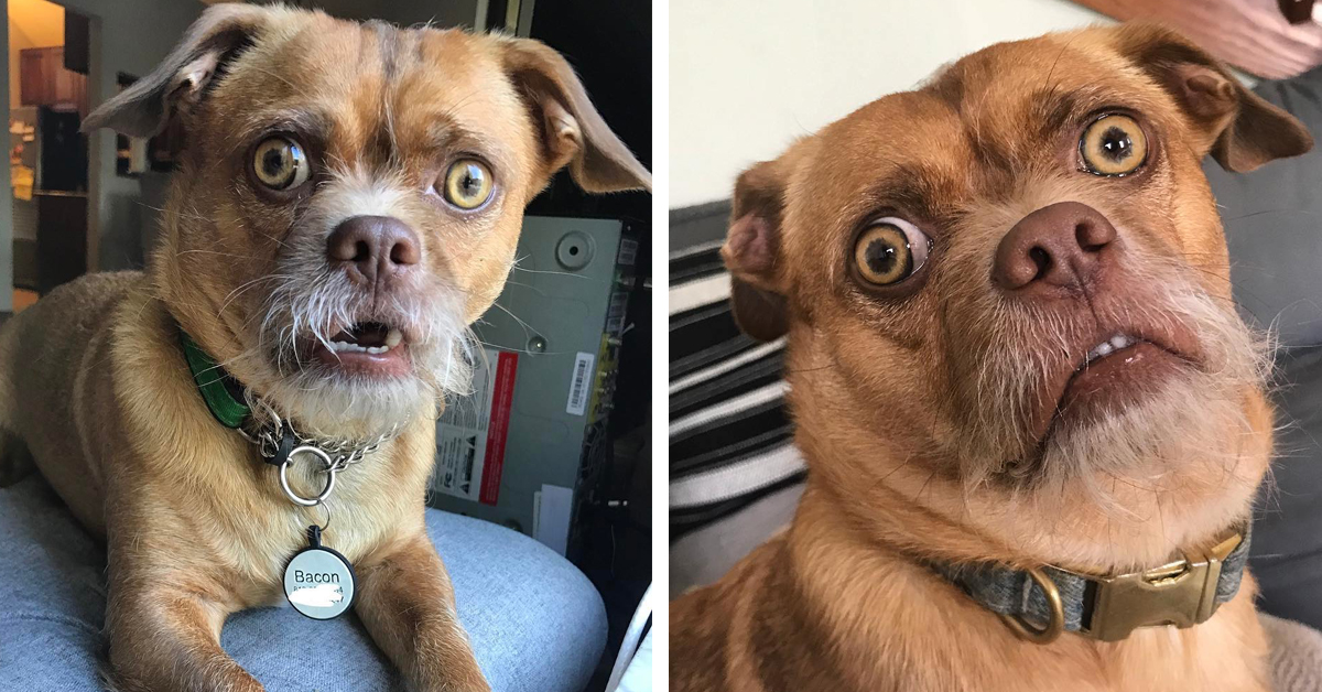 This Adorable Dog Has the Most Concerned Looking Face All the Time | My ...
