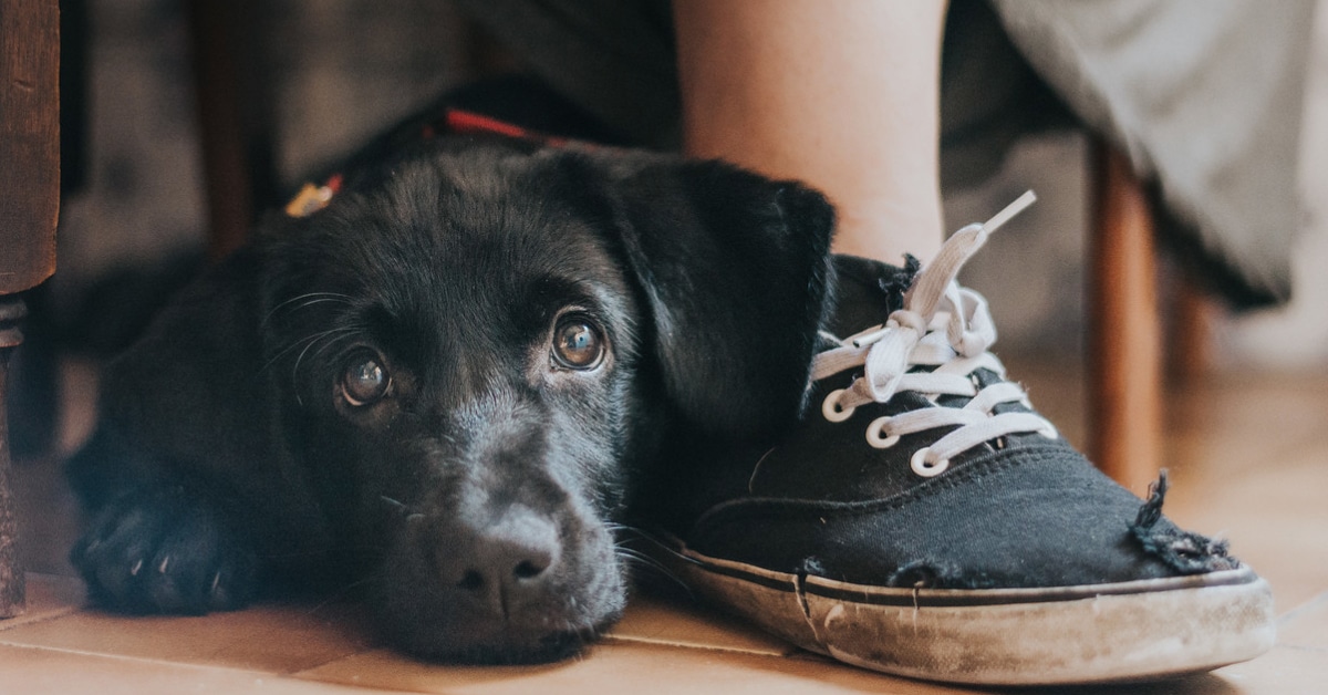 15 Heartwarming Winners From Dog Photographer Of The Year 2017 | My ...