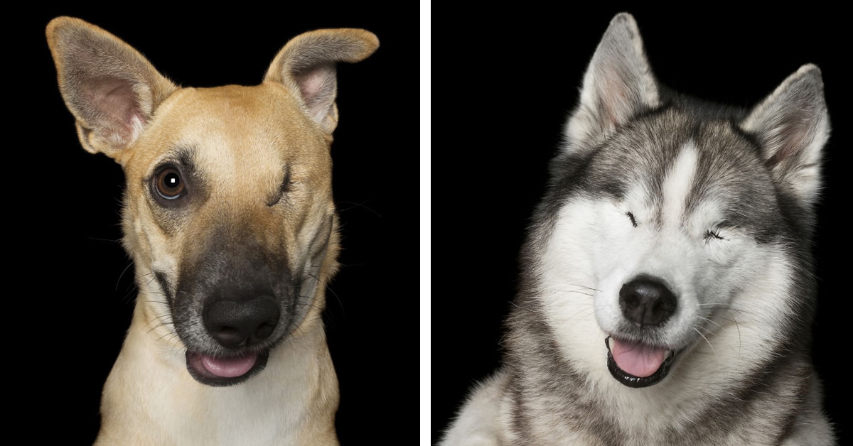 Photographer Captures the Perfect Imperfections of Resilient Dogs | My ...