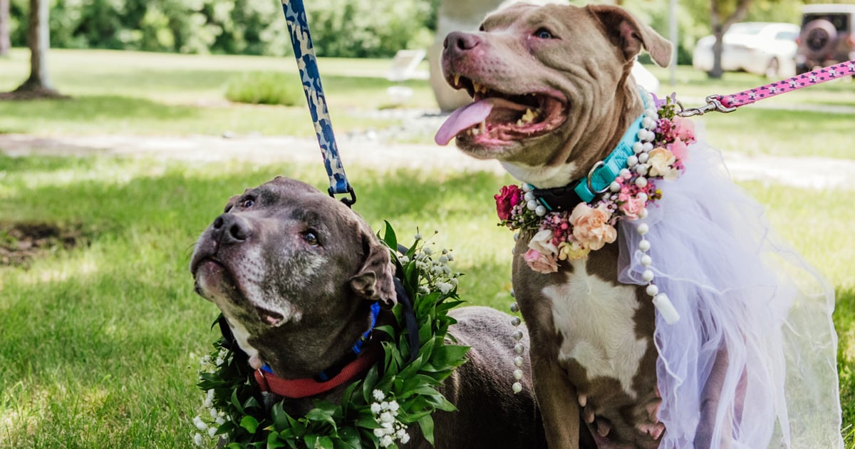 Bonded Pair of Senior Dogs Make It “Official” With a Sweet Wedding ...